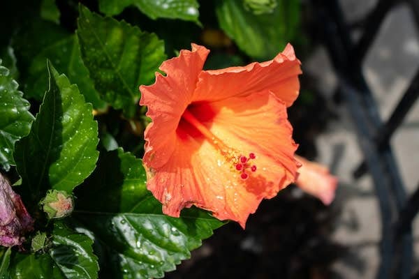 30 Outdoor Tropical Plants for Your Garden - Parade Home & Garden