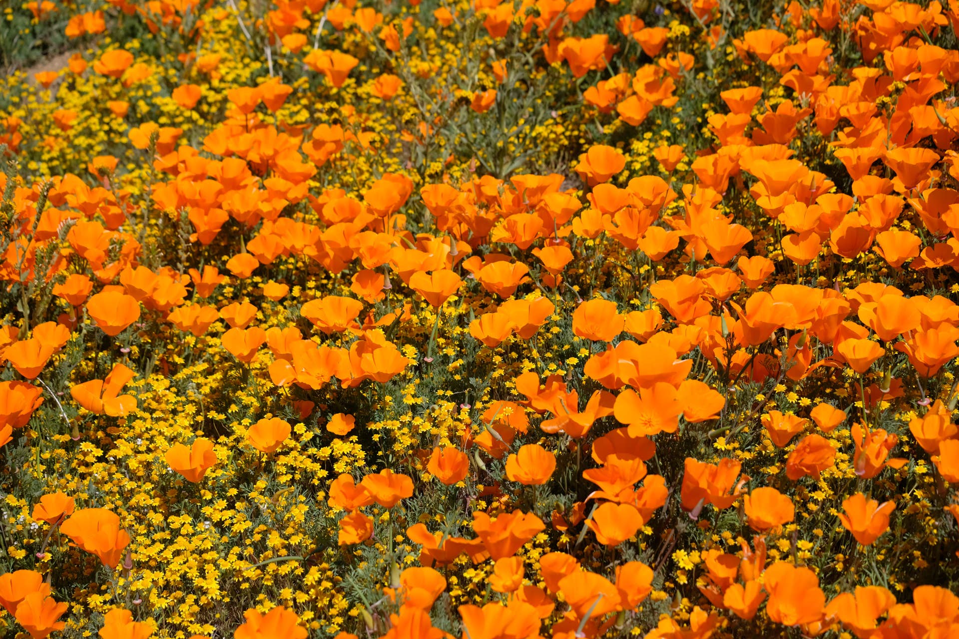 50 State Flowers: History, Full List (With Pictures) - Parade Home & Garden