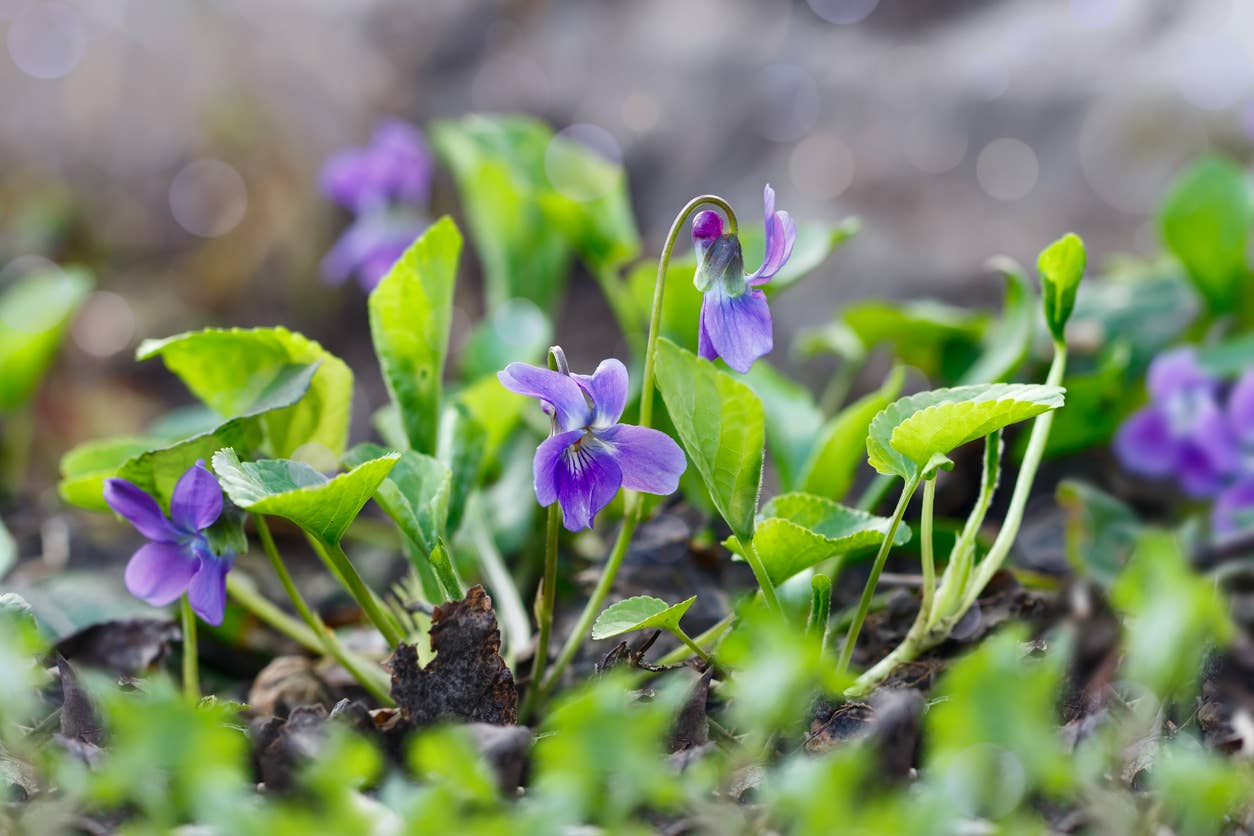 50 State Flowers: History, Full List (With Pictures) - Parade Home & Garden