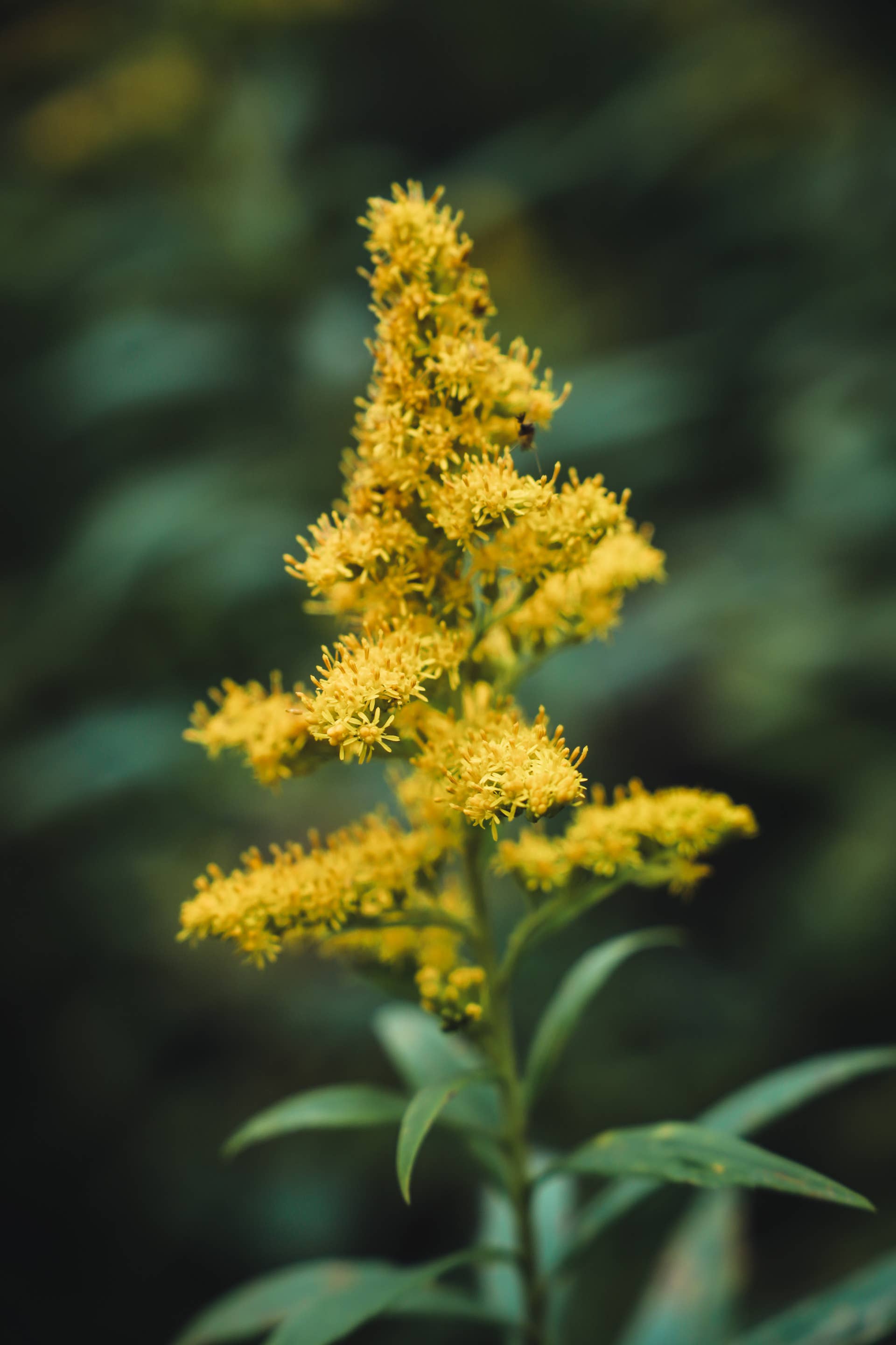 50 State Flowers: History, Full List (With Pictures) - Parade Home & Garden