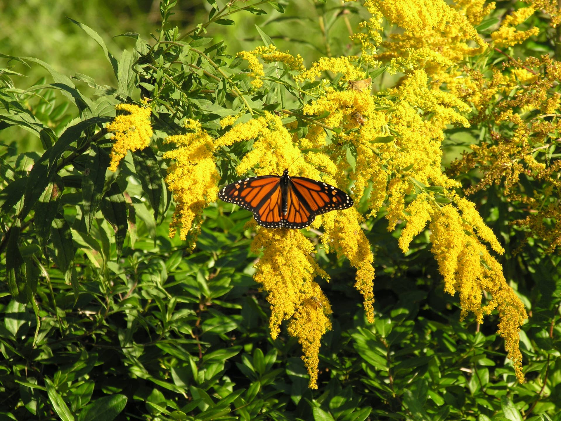 50 State Flowers: History, Full List (With Pictures) - Parade Home & Garden