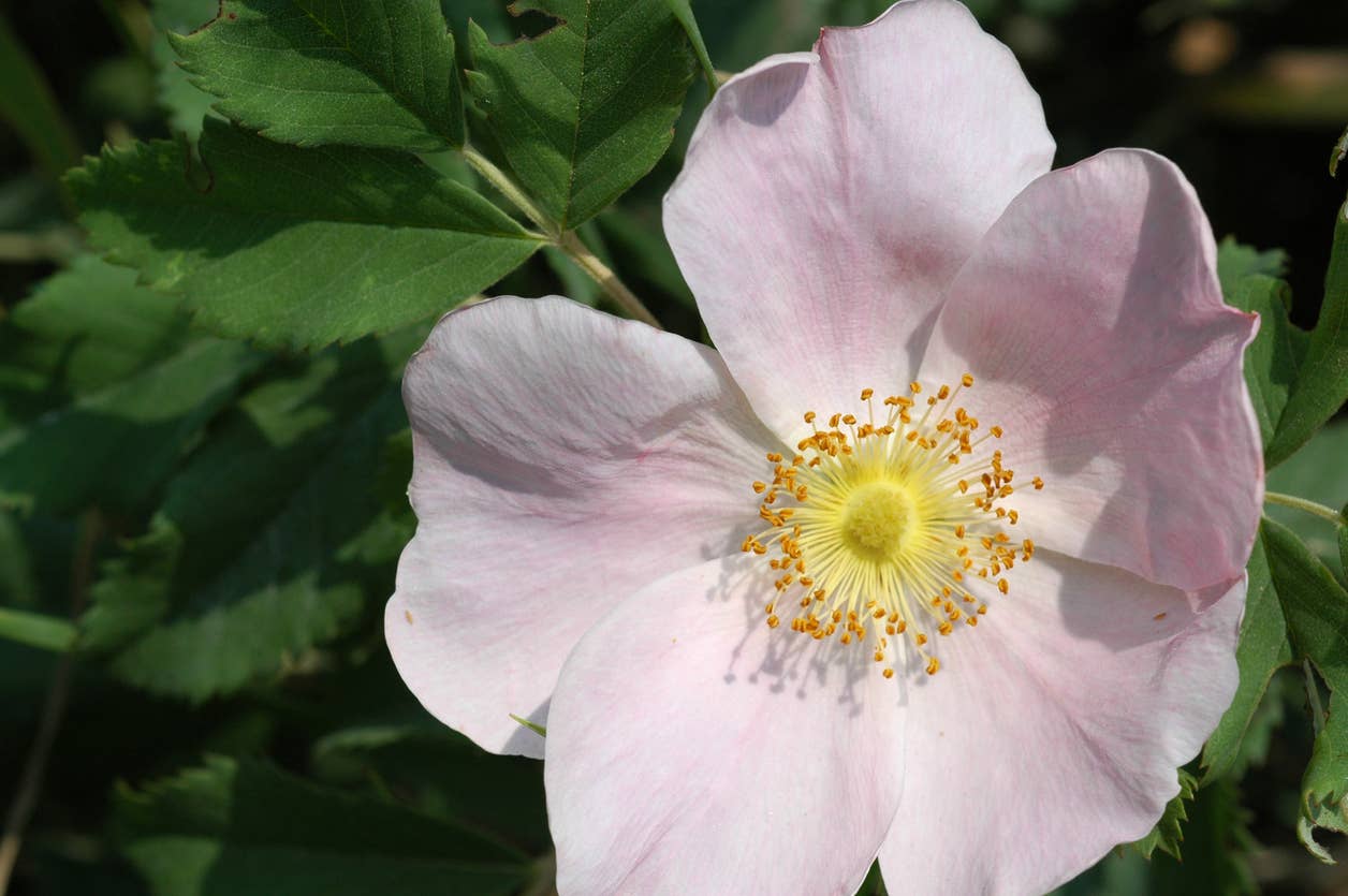 50 State Flowers: History, Full List (With Pictures) - Parade Home & Garden
