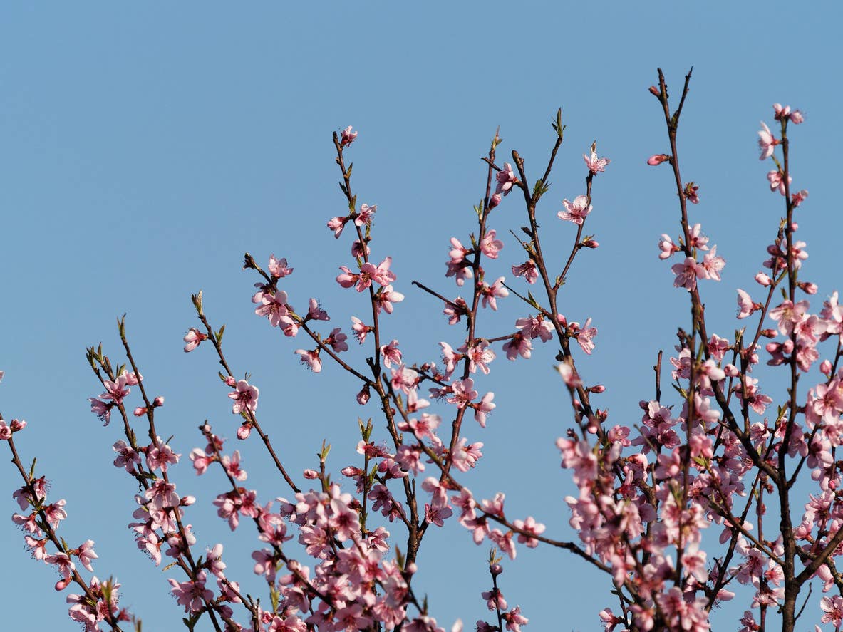 50 State Flowers: History, Full List (With Pictures) - Parade Home & Garden