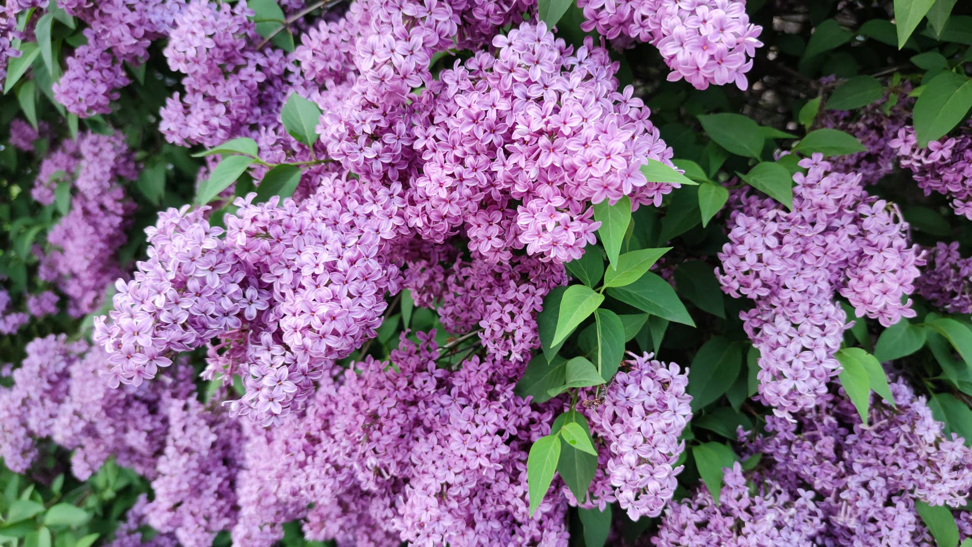 50 State Flowers: History, Full List (With Pictures) - Parade Home & Garden