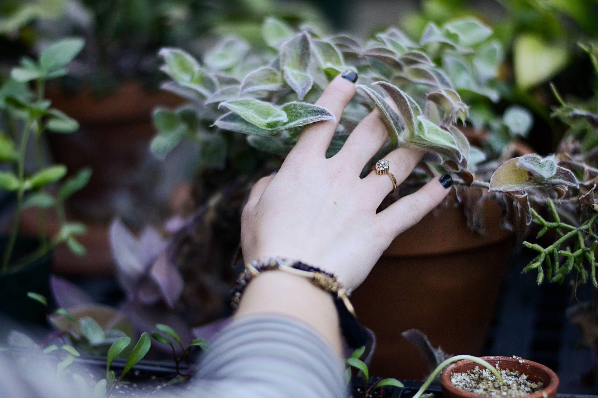 115 Creative and Unique Names for Your Houseplants - Parade Home & Garden