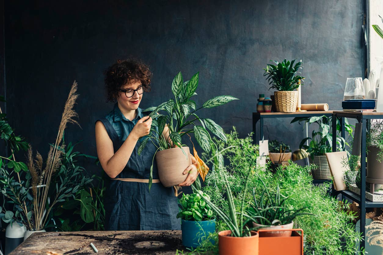 115 Creative and Unique Names for Your Houseplants - Parade Home & Garden