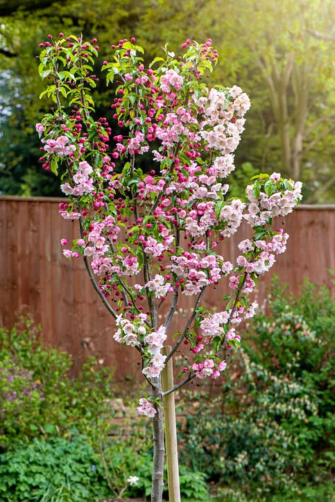 15 Fast-Growing Trees To Consider For Your Landscaping Plans, According ...