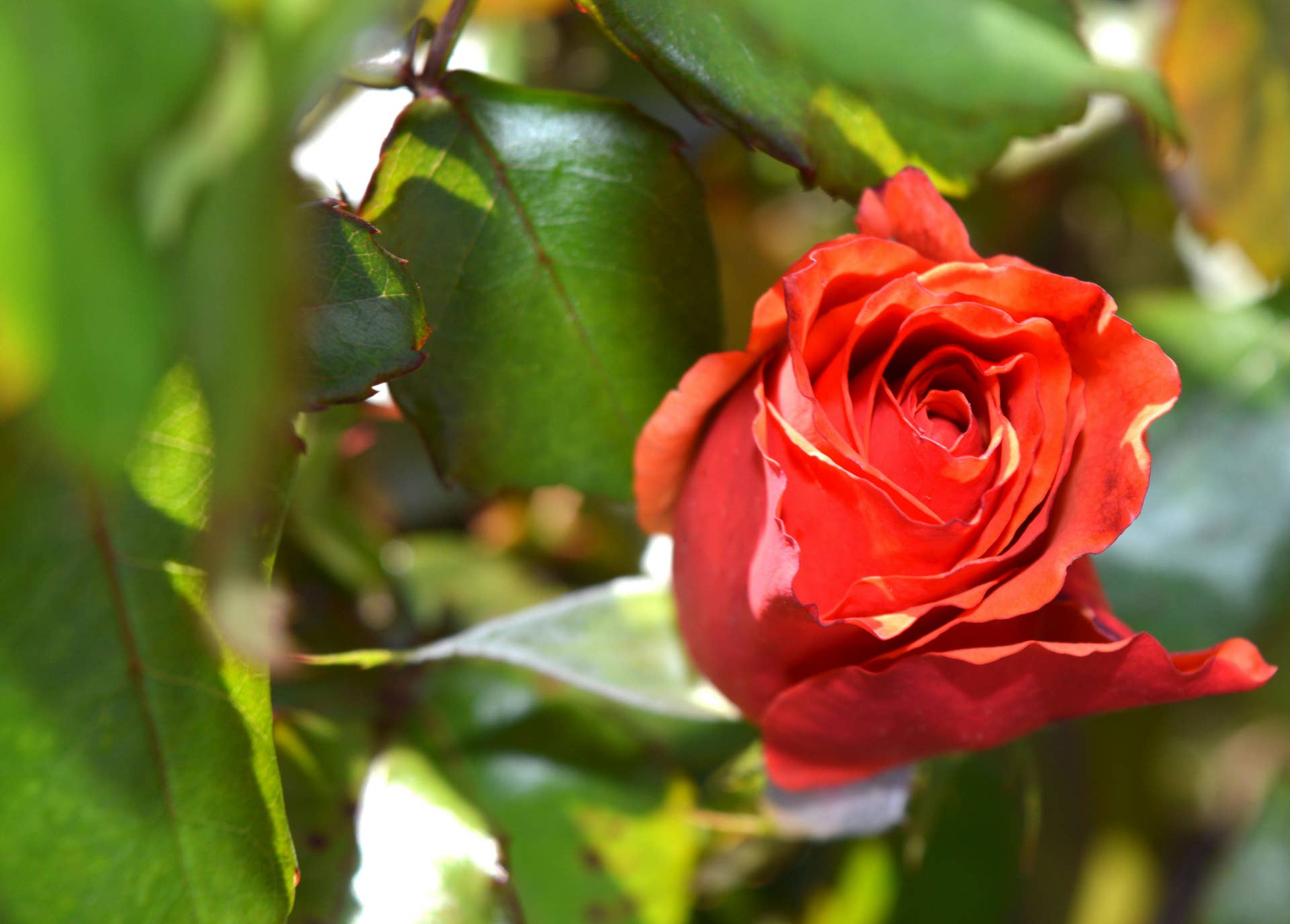 The Essential Guide to Flower Meanings and Symbolism - Parade Home & Garden