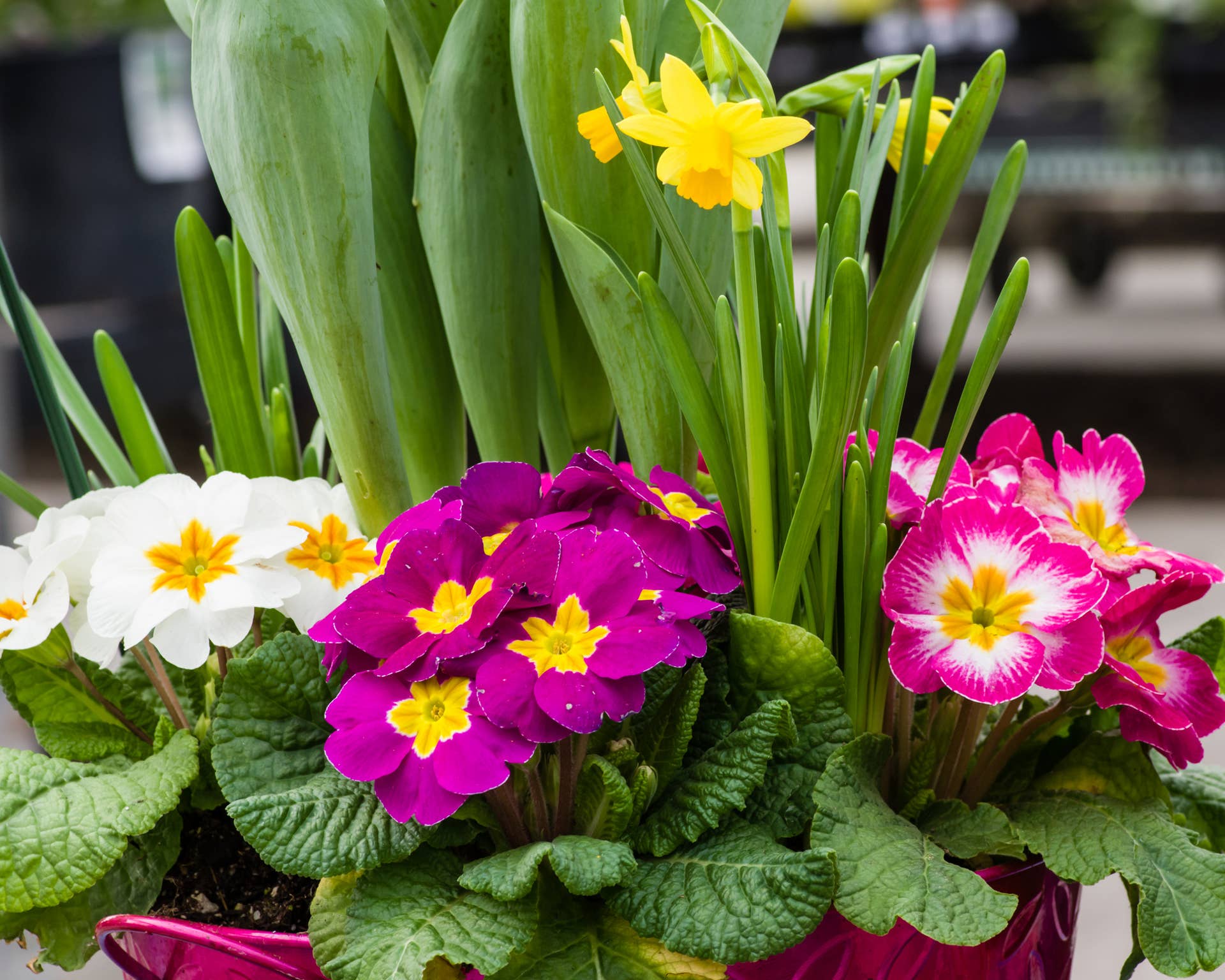 Spring Planter Ideas: 27 Container Garden Combos We Love - Parade Home ...