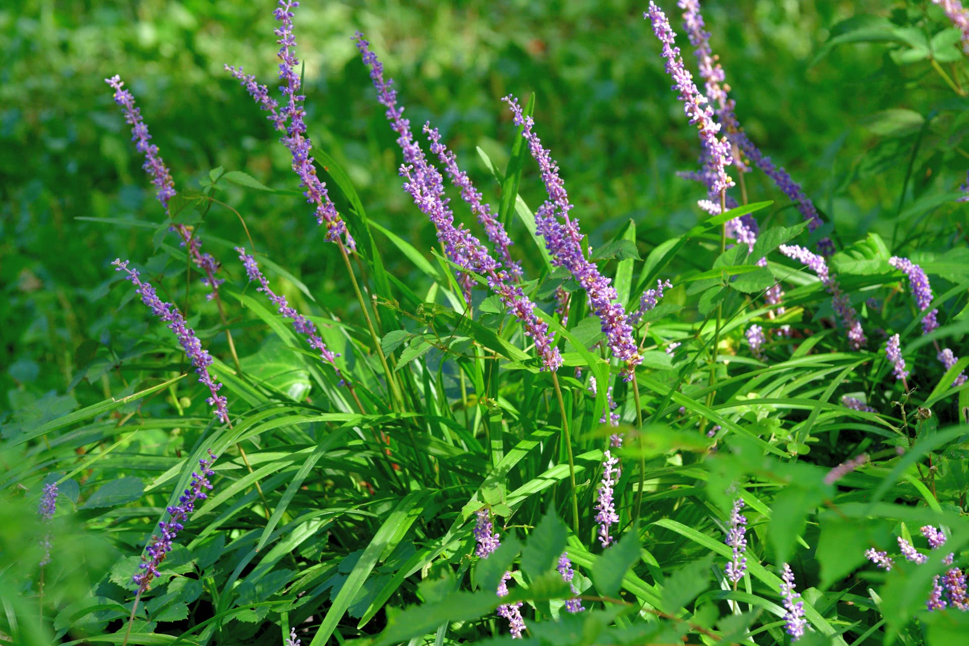 15 Beautiful Flowering Groundcovers - Parade Home & Garden