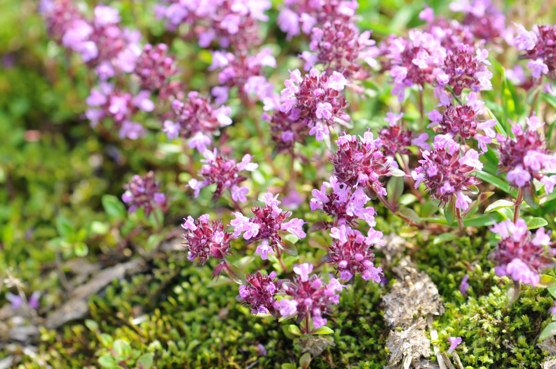 15 Beautiful Flowering Groundcovers - Parade Home & Garden
