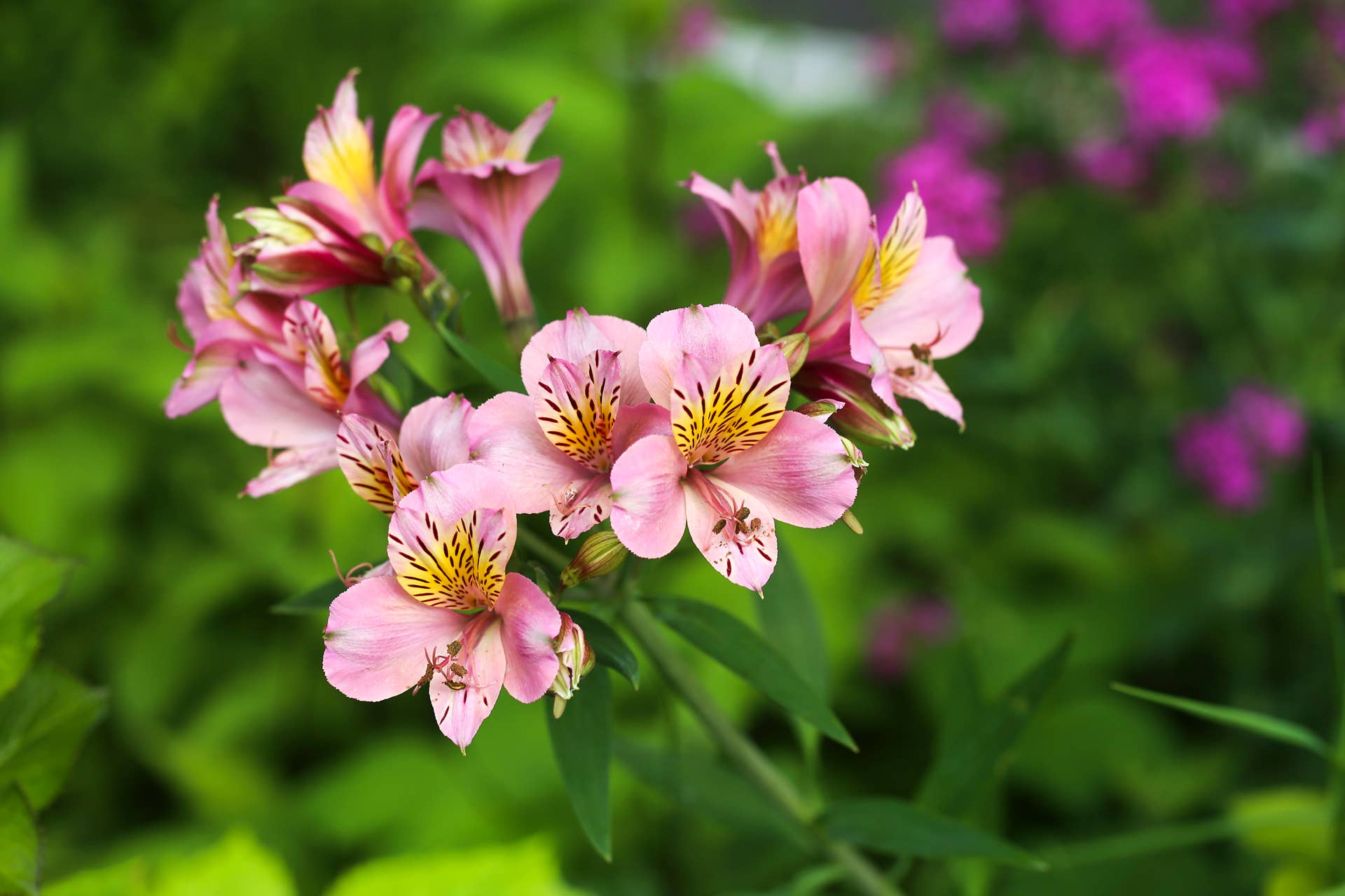 Flower Alstroemeria Meaning