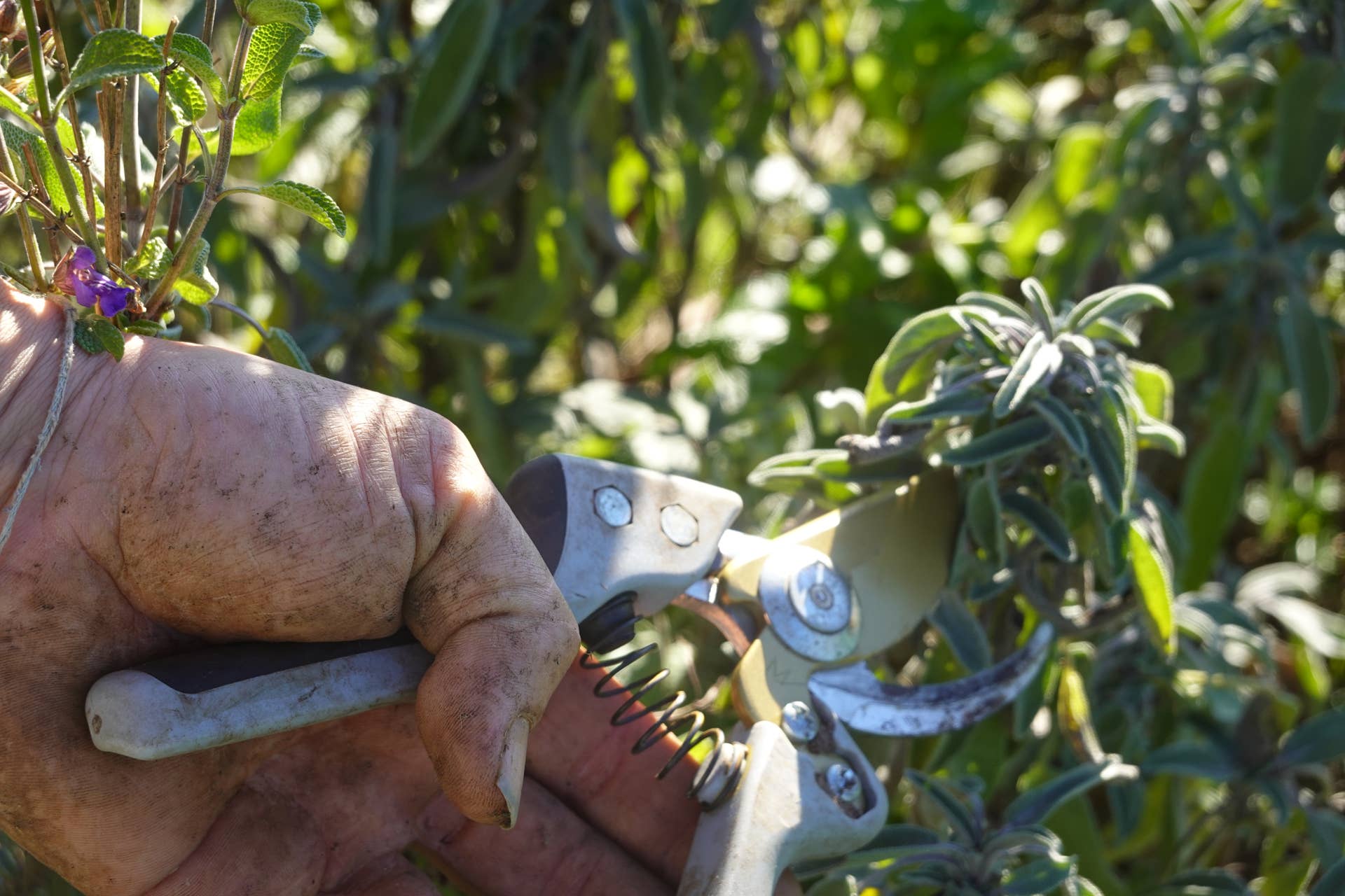 These 5 Spring Yard Cleanup Tasks Are Essential - Parade Home & Garden