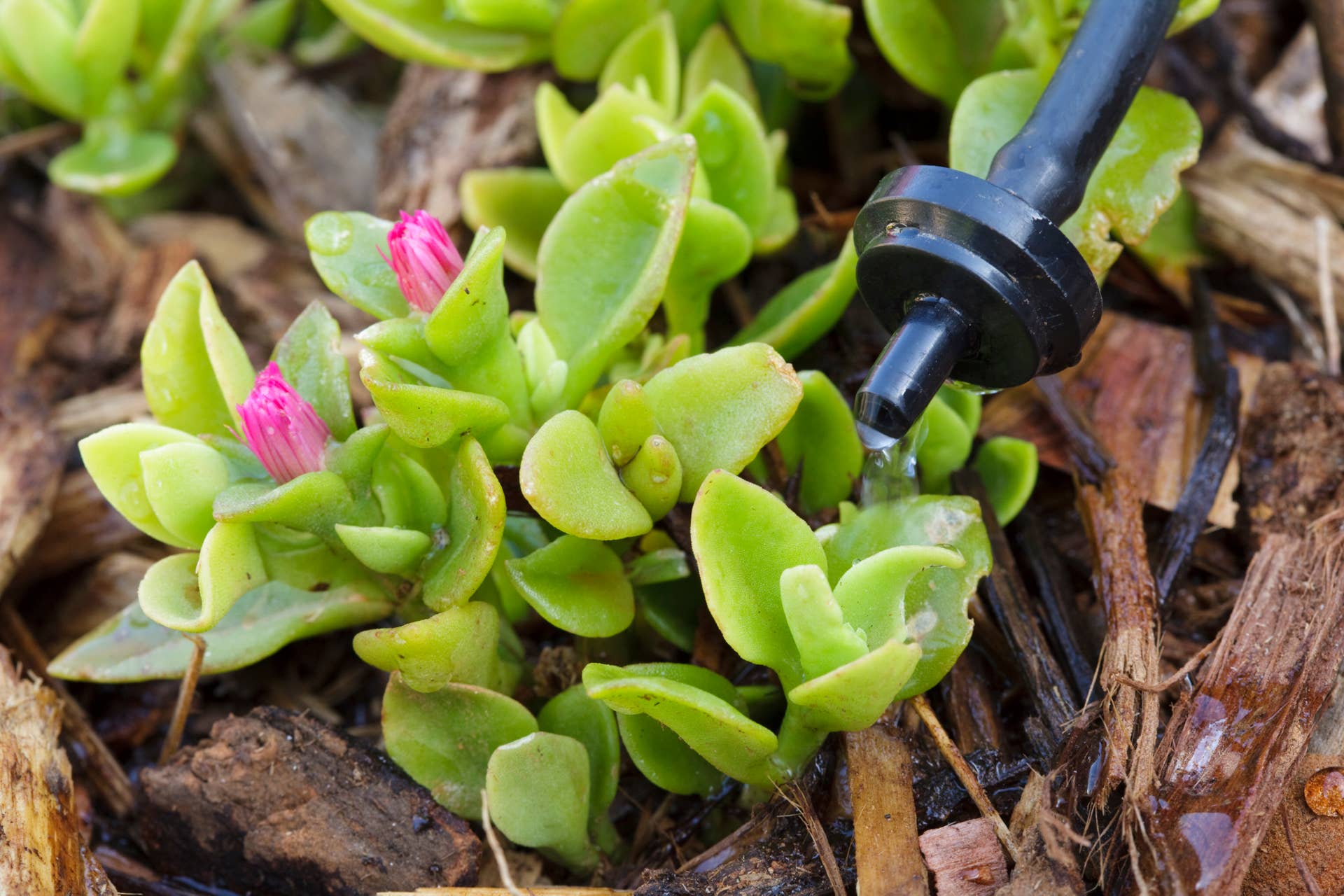 These 5 Spring Yard Cleanup Tasks Are Essential - Parade Home & Garden