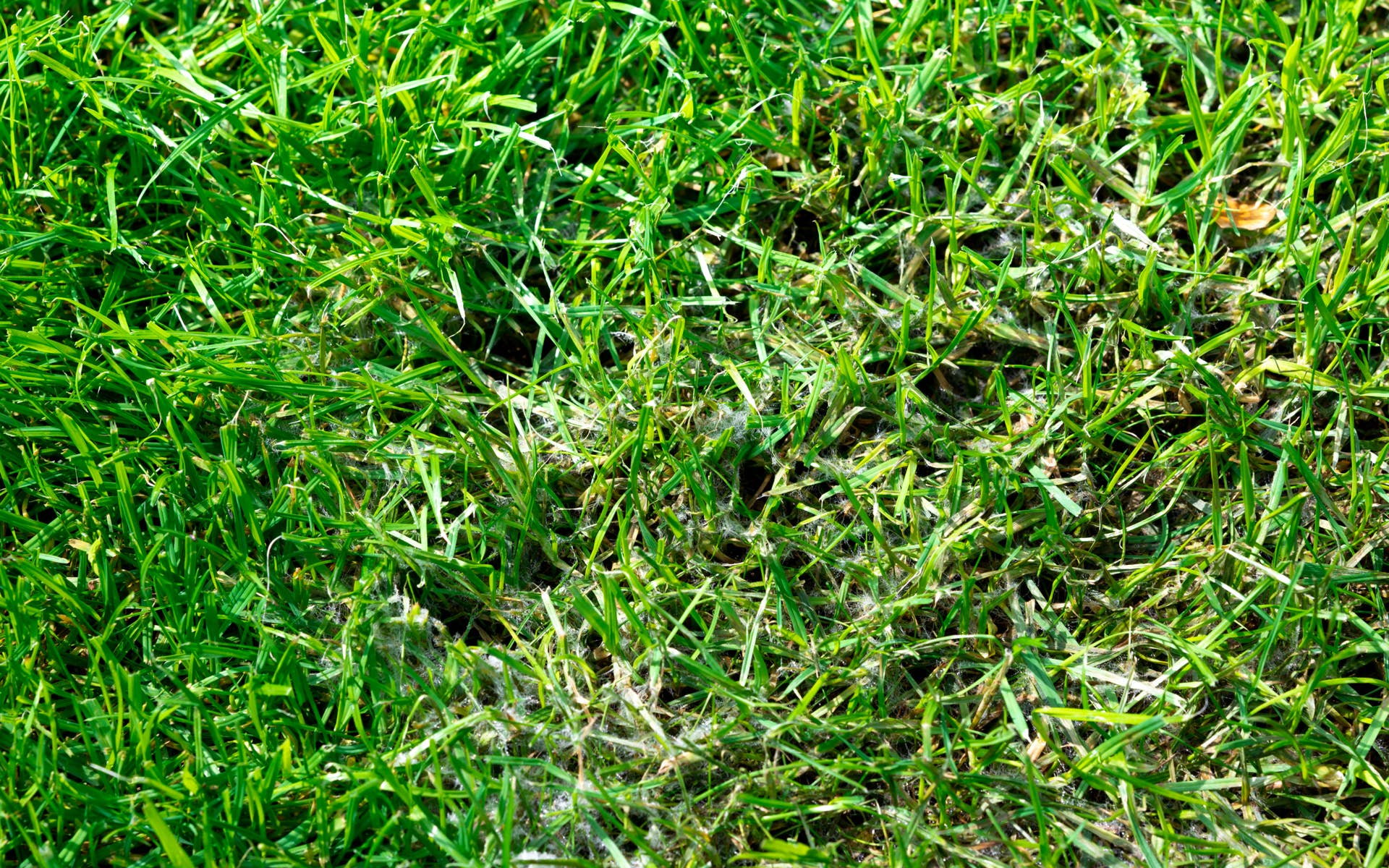 What Is Snow Mold and How to Get Rid of It - Parade Home & Garden