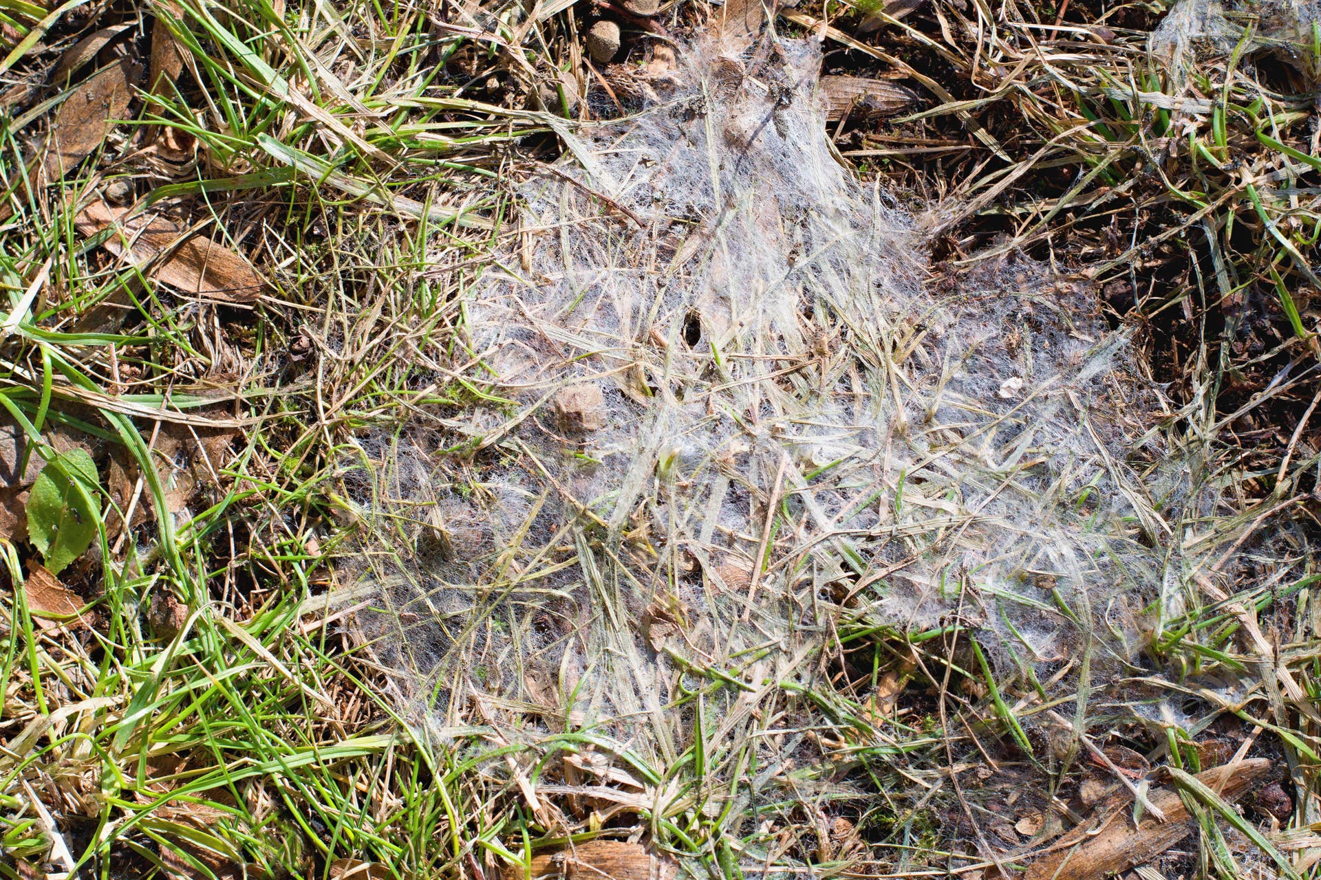 What Is Snow Mold and How to Get Rid of It - Parade Home & Garden