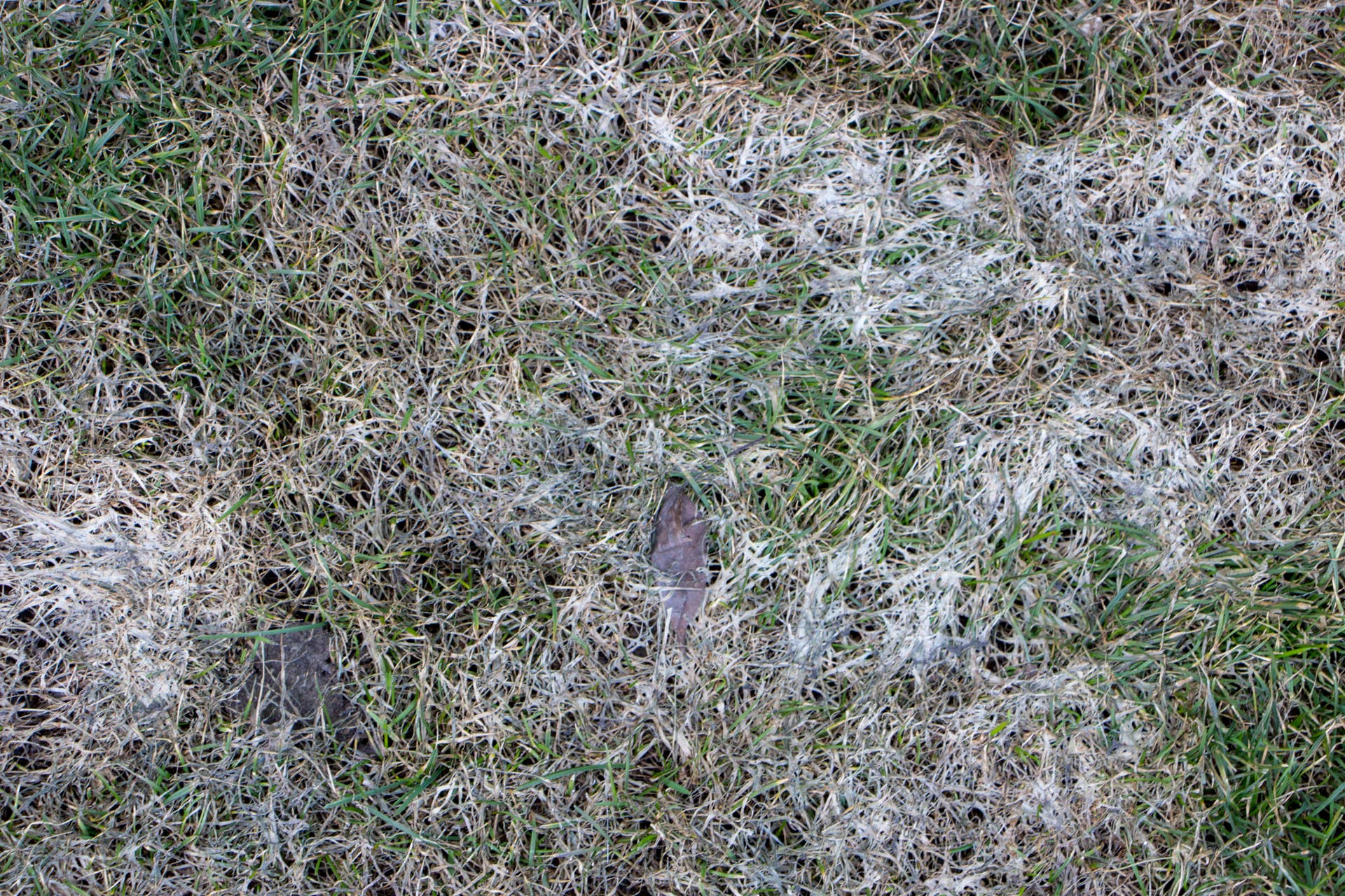 What Is Snow Mold and How to Get Rid of It - Parade Home & Garden