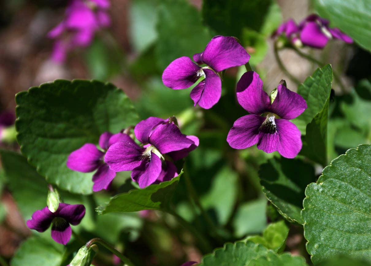 50 State Flowers: History, Full List (With Pictures) - Parade Home & Garden