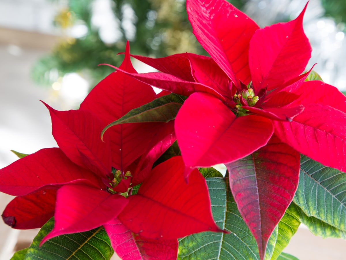 Christmas red flower plant store