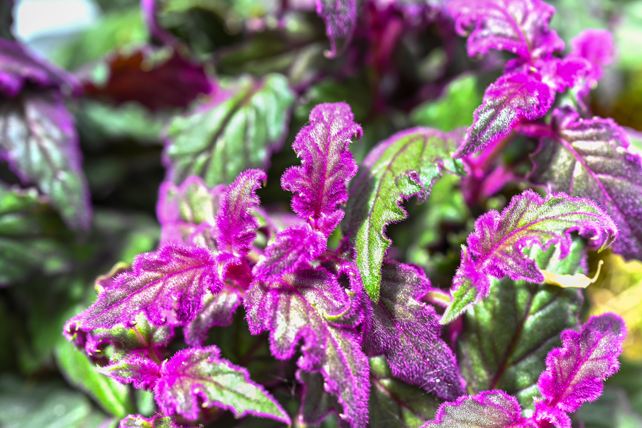 Purple Passion Plant Care Guide How To Grow