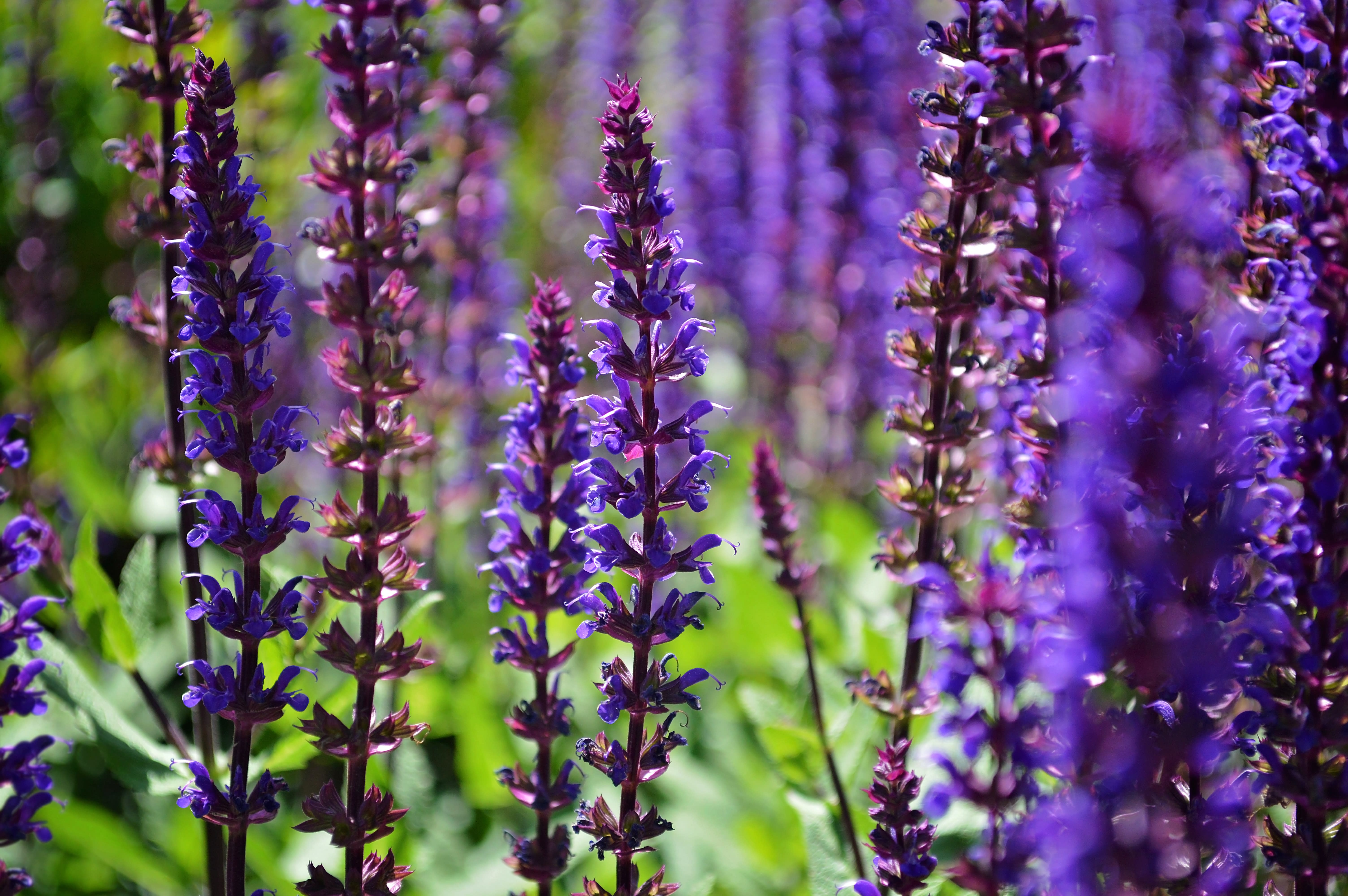 10 Best Border Flowers