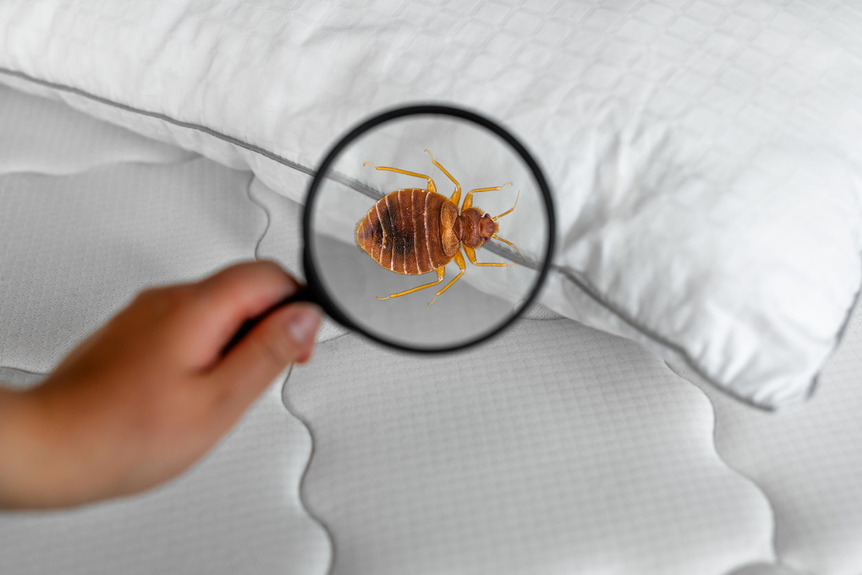How To Kill Bed Bugs, According to Pest Control Technician