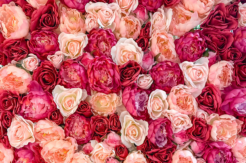 18 Rose Colors and Their Meanings