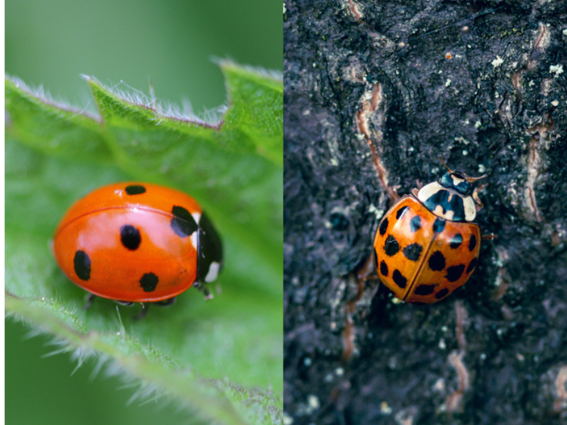 Ladybug vs. Asian Lady Beetle: How to Tell the Difference