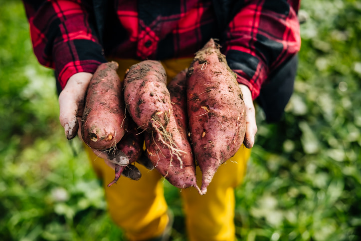 How and When to Harvest Sweet Potatoes