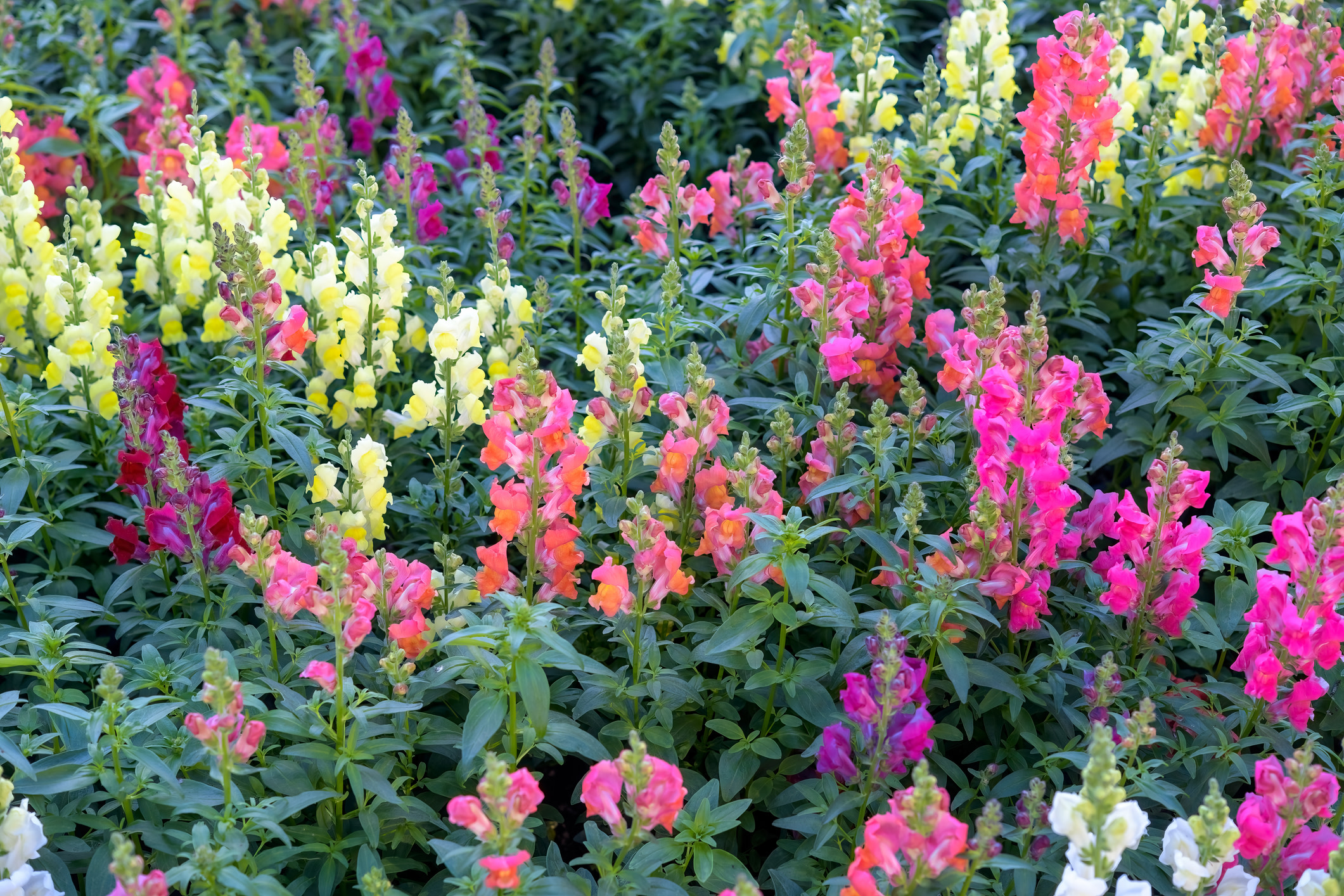 How to Grow and Care for Snapdragons