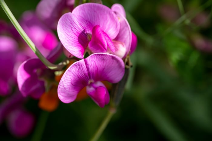 25 Types of Pink Flowers (With Photos, Growing Tips) - Parade Home & Garden