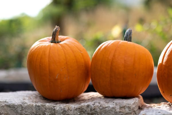 21 Different Types of Pumpkins You'll See This Fall - Parade Home & Garden