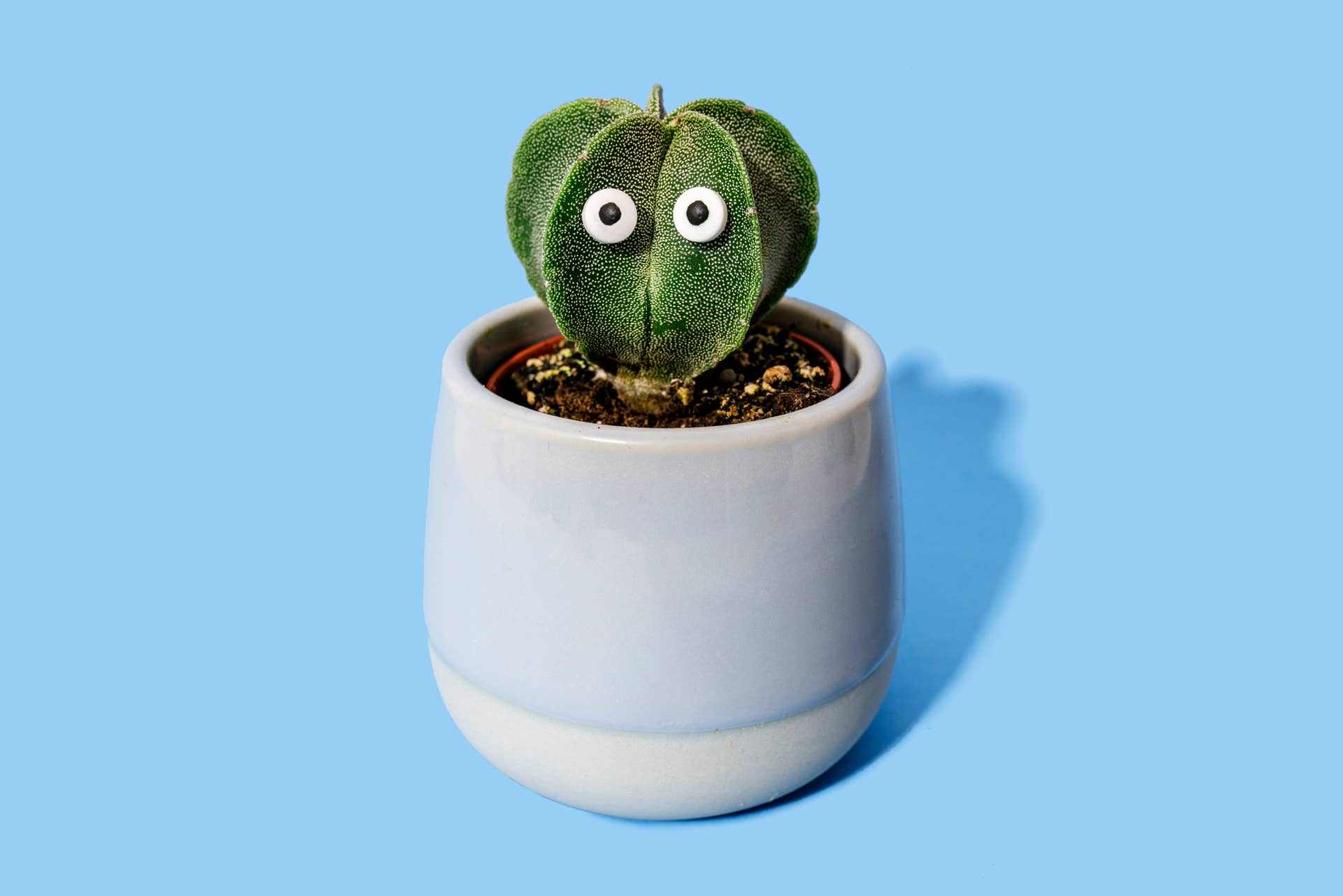 125 Plant Puns, Jokes - Parade Home & Garden