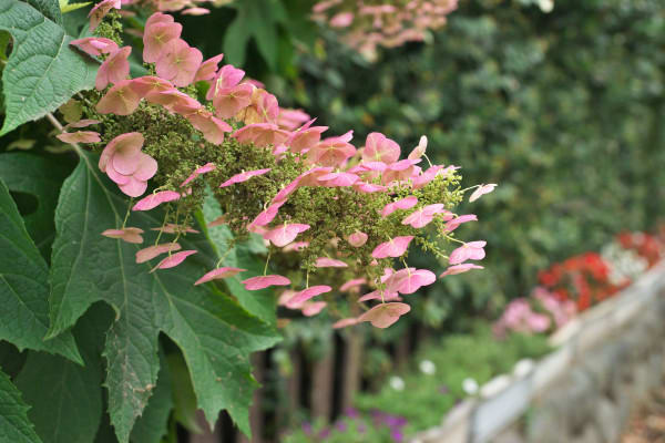 How to Prune Hydrangeas (And When to Do It) - Parade Home & Garden
