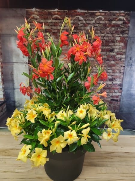 30 Outdoor Tropical Plants for Your Garden - Parade Home & Garden