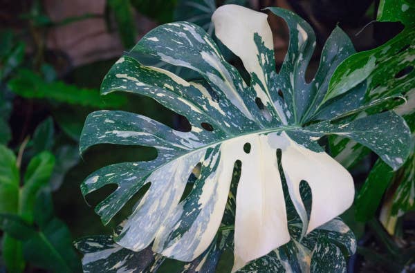 30 Outdoor Tropical Plants for Your Garden - Parade Home & Garden