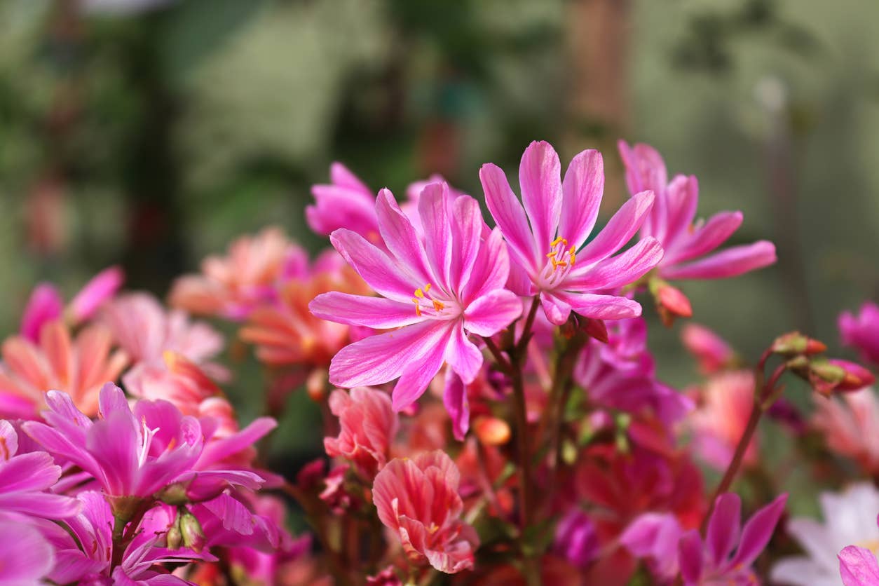 50 State Flowers: History, Full List (With Pictures) - Parade Home & Garden