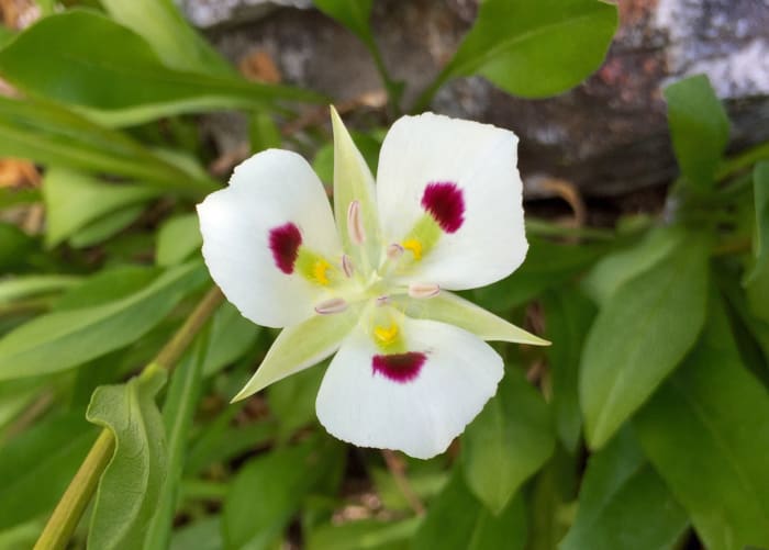 50 State Flowers: History, Full List (With Pictures) - Parade Home & Garden