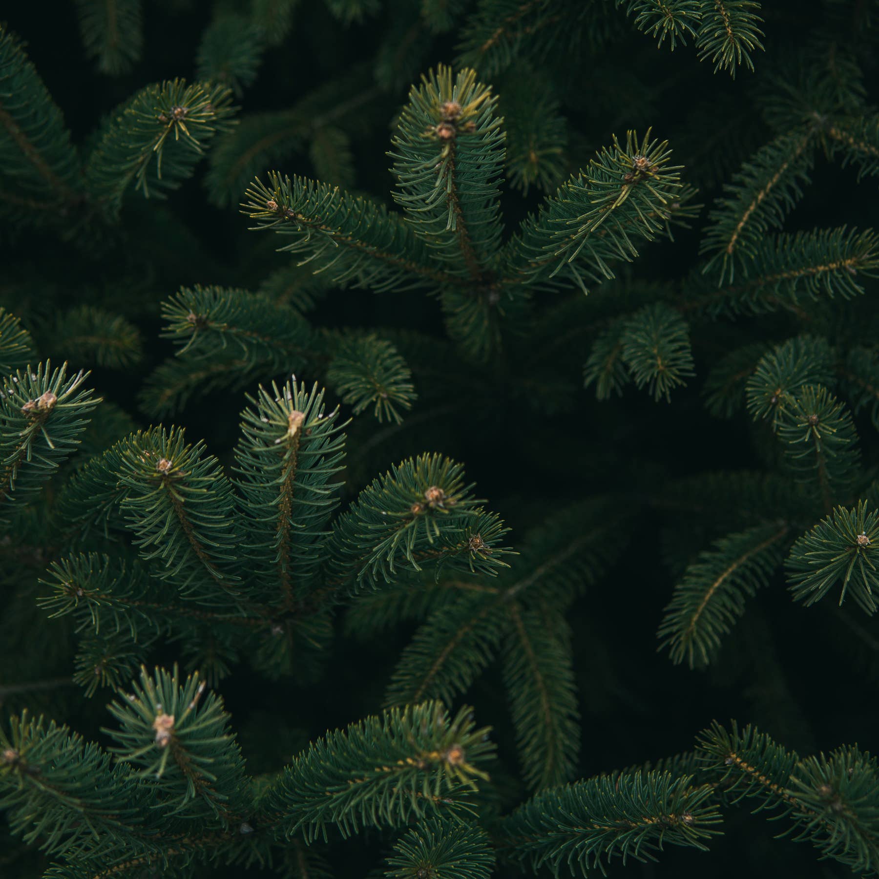 20 Different Types of Christmas Trees - Parade Home & Garden