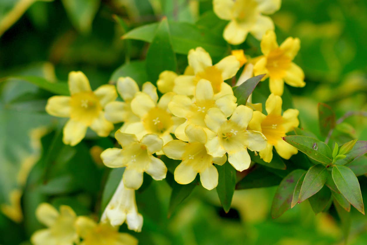 50 State Flowers: History, Full List (With Pictures) - Parade Home & Garden