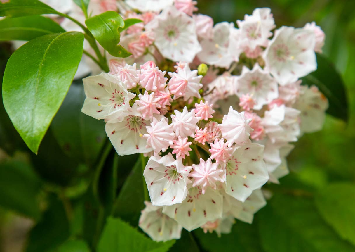50 State Flowers: History, Full List (With Pictures) - Parade Home & Garden