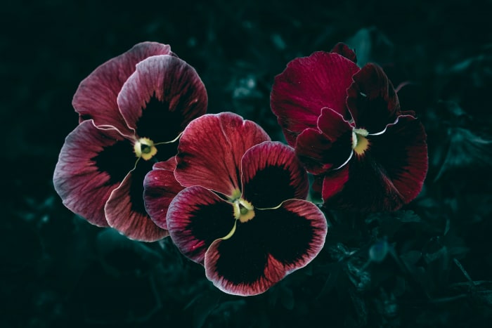 25 Types of Pink Flowers (With Photos, Growing Tips) - Parade Home & Garden