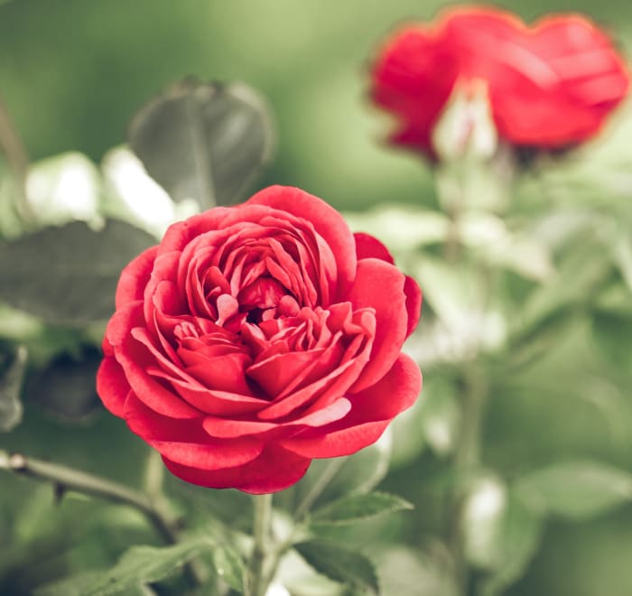 18 Rose Colors and Their Meanings - Parade Home & Garden