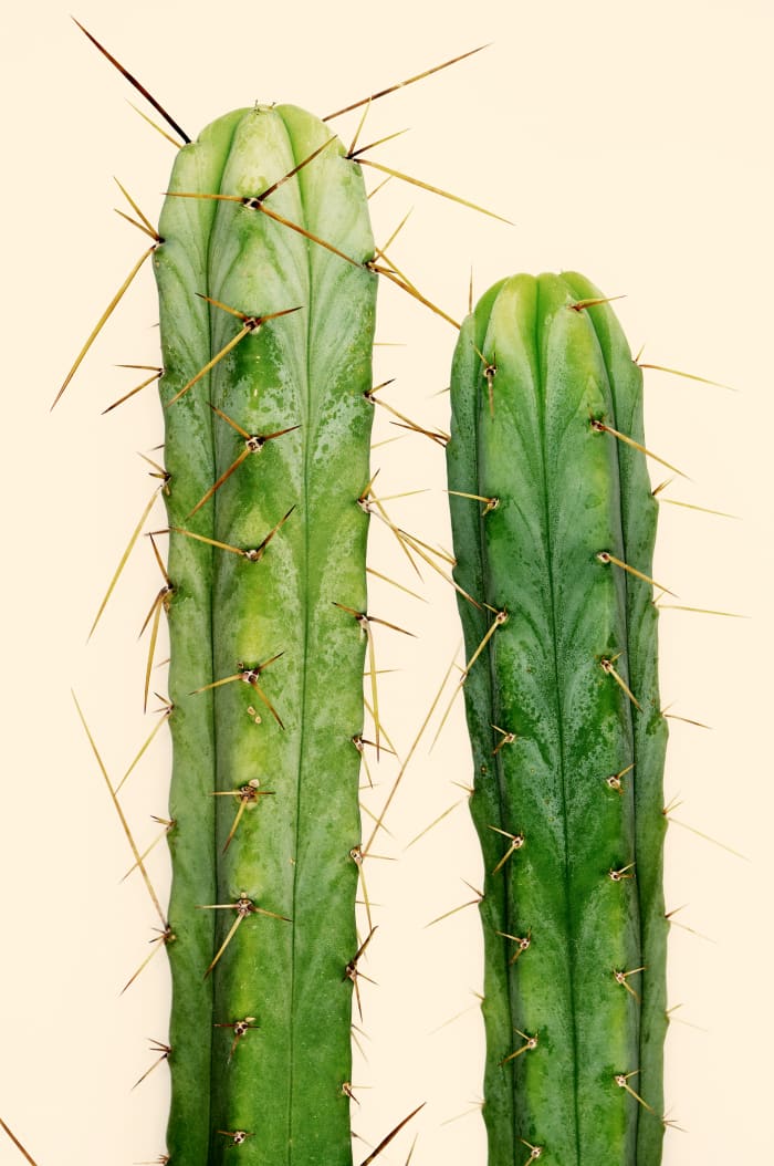 35 Different Types of Cactus You Can Grow at Home for an Endless Summer ...