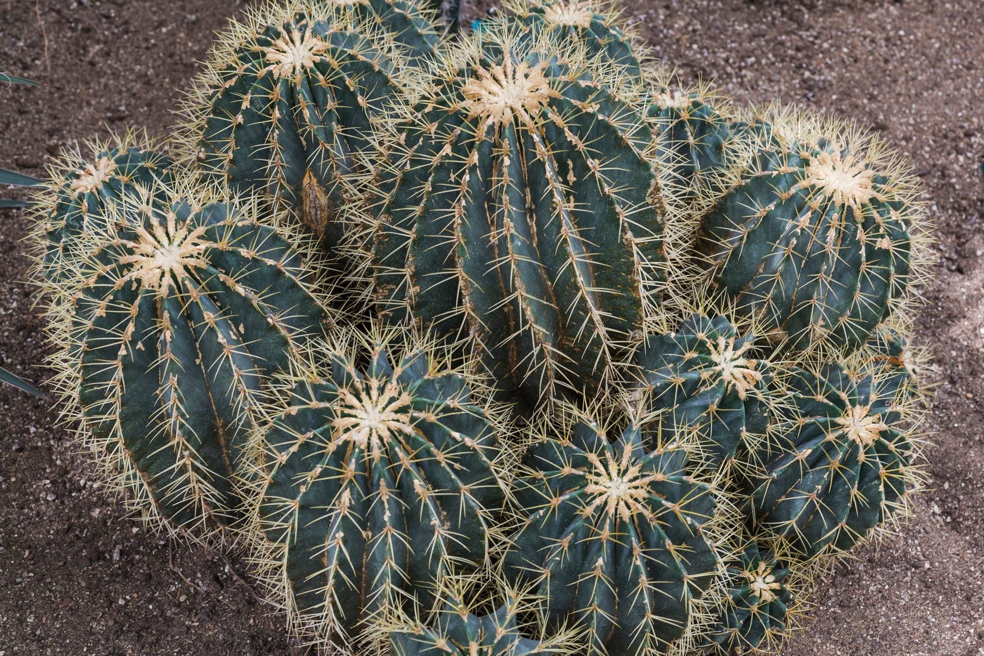 35 Different Types of Cactus You Can Grow at Home for an Endless Summer ...