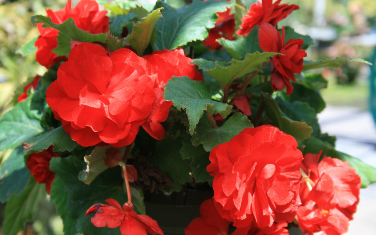 16 Edible Flowers (With Images, Expert Tips) - Parade Home & Garden