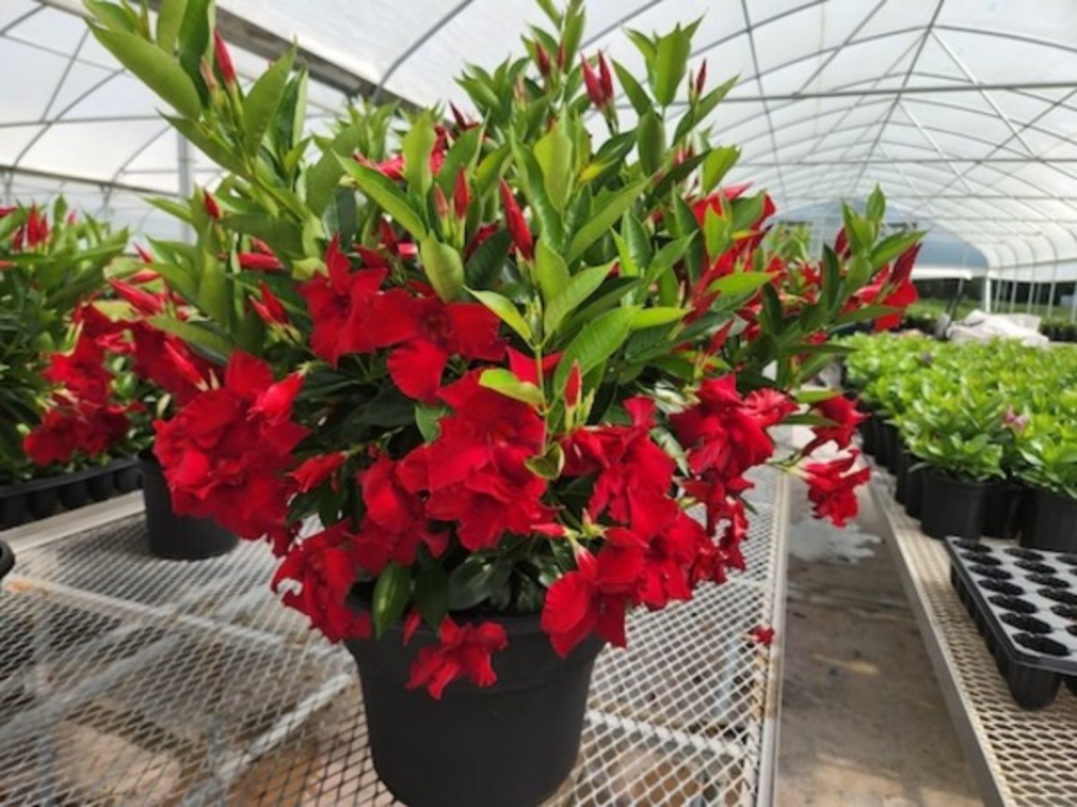 30 Outdoor Tropical Plants for Your Garden - Parade Home & Garden