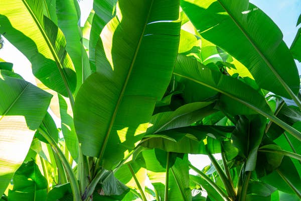 30 Outdoor Tropical Plants for Your Garden - Parade Home & Garden