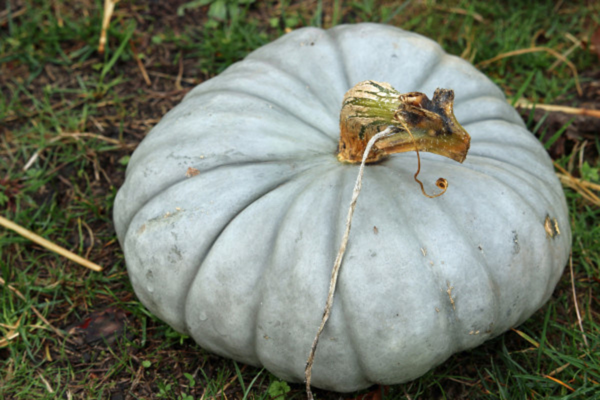 21 Different Types of Pumpkins You'll See This Fall - Parade Home & Garden