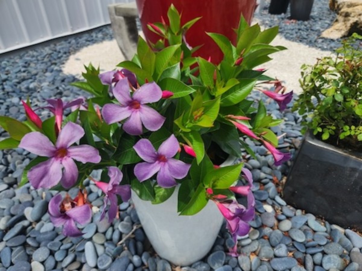 30 Outdoor Tropical Plants for Your Garden - Parade Home & Garden